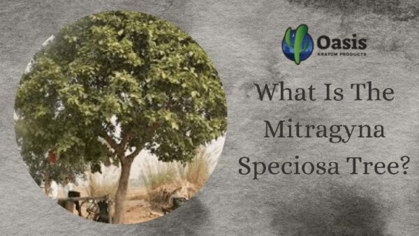 What Is The Mitragyna Speciosa Tree? - Oasis Kratom